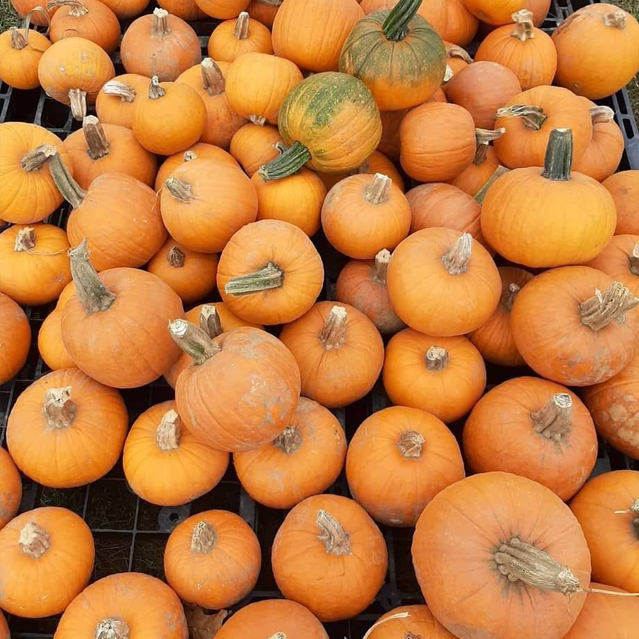 Pumpkin Season – Stacy Family Farm