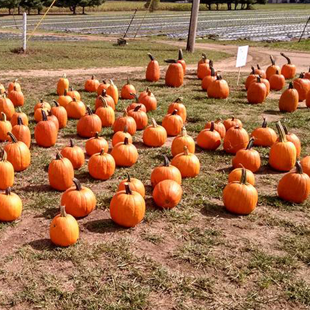 Pumpkin Season – Stacy Family Farm