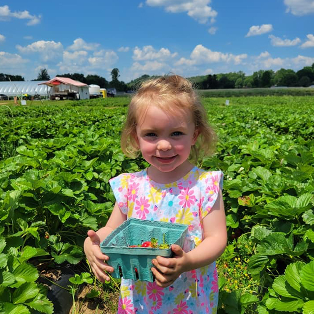 Strawberry Season – Stacy Family Farm