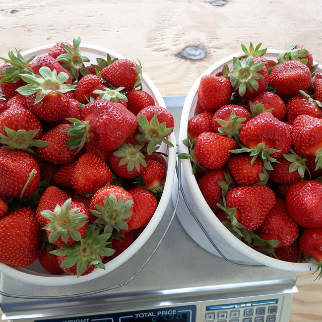 Strawberry Season – Stacy Family Farm