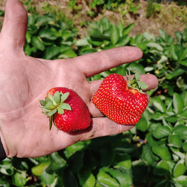 Strawberry Season – Stacy Family Farm
