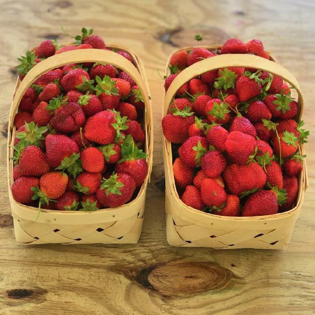 Strawberry Season – Stacy Family Farm