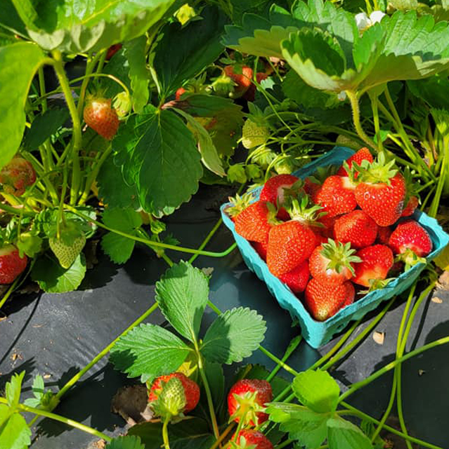 Strawberry Season – Stacy Family Farm