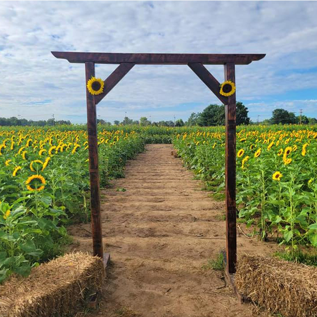 Sunflower Season – Stacy Family Farm